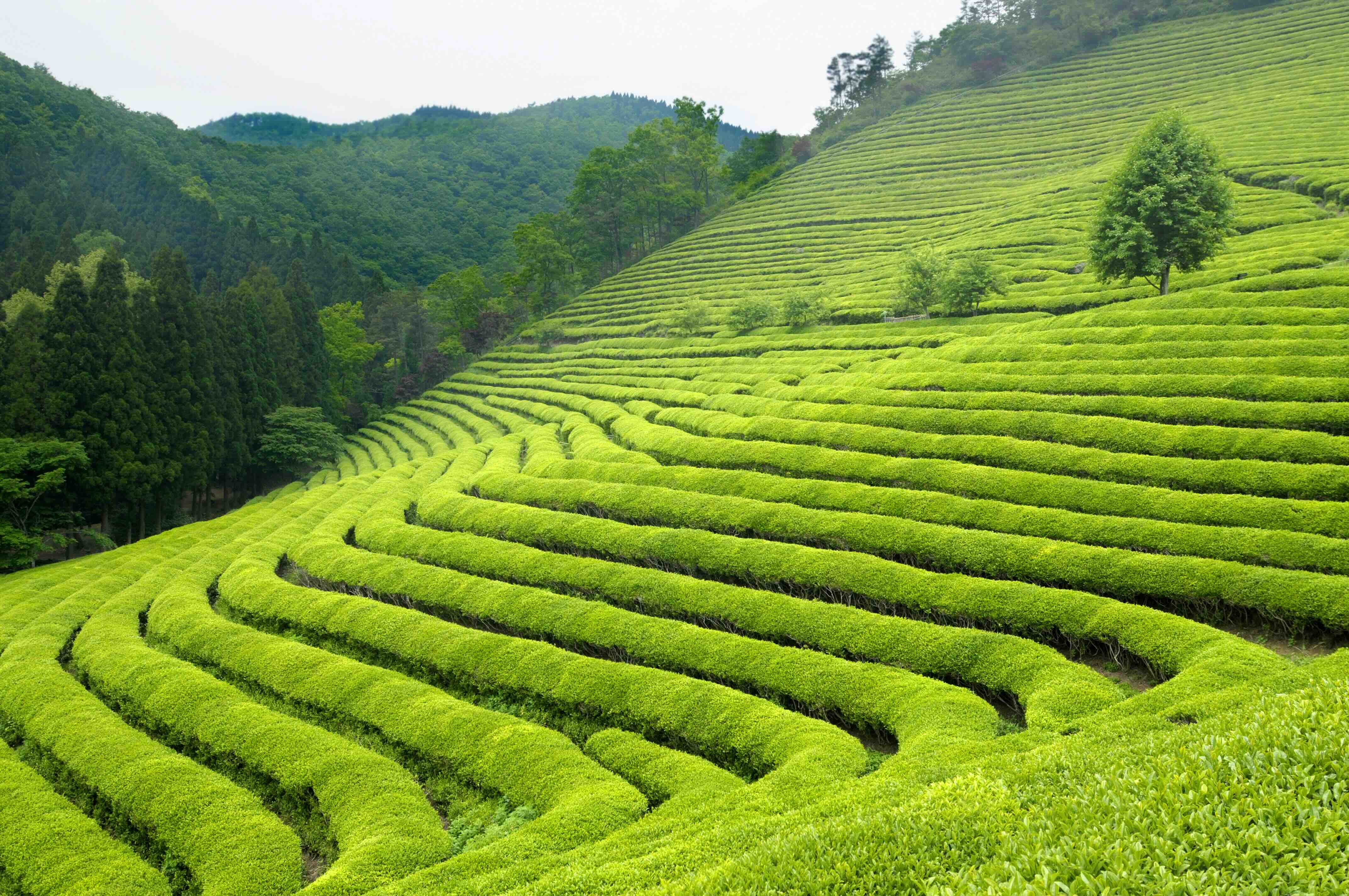 The Story of Matcha – A Tradition Rooted in Nature – Yes Superfood